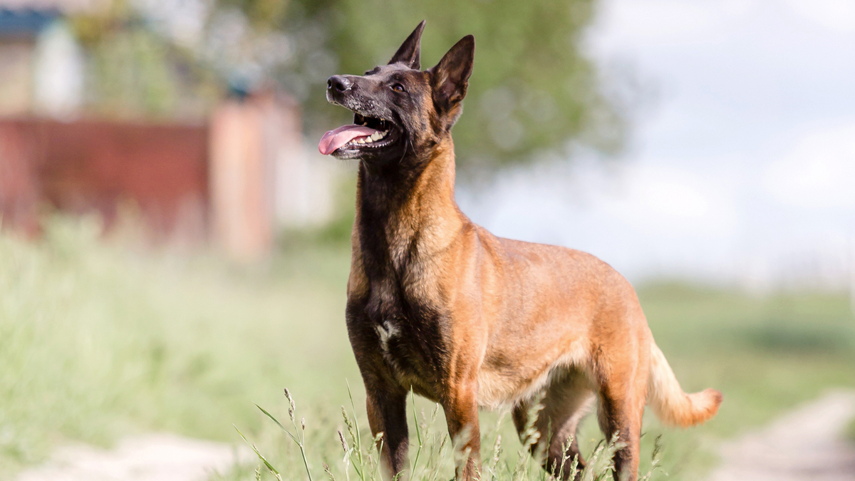 Dutch Shepherd Dog Aggression: Causes and Management