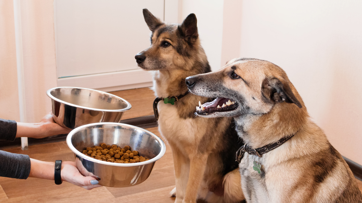 How Fast Do Dogs Digest Food: The Secrets of Dog Digestion!