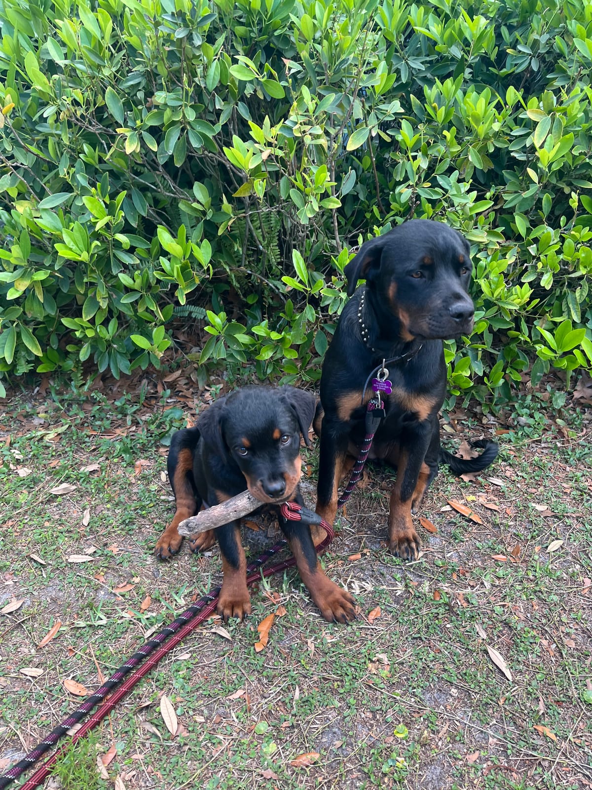 DOGFLUENCERS: Meet Chopper & Tigress, the Duo That is Sure to Bring Smiles