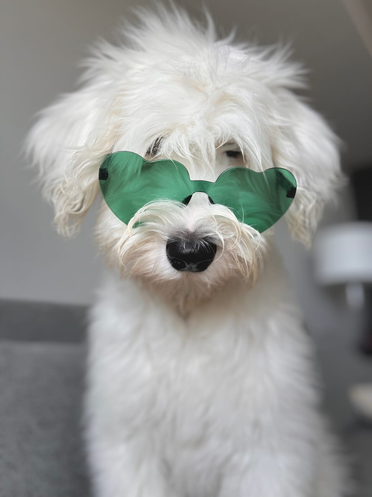 DOGFLUENCERS: Meet Pepper, Instagram's Spiciest Pup