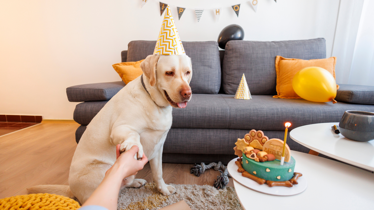 What to Do for Your Dog's Birthday: Fun and Creative Ideas
