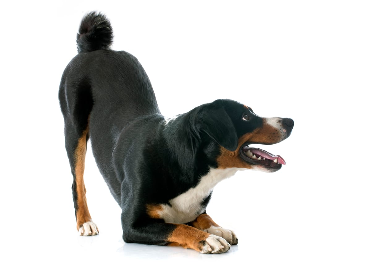 Why Dogs Get Their Tails Cut: Unveiling Tail Docking