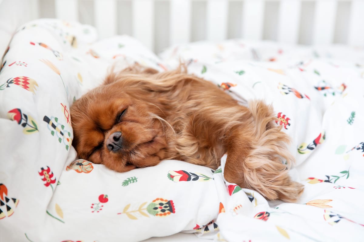 How to Improve Your Dog's Sleep? Environment & Routine