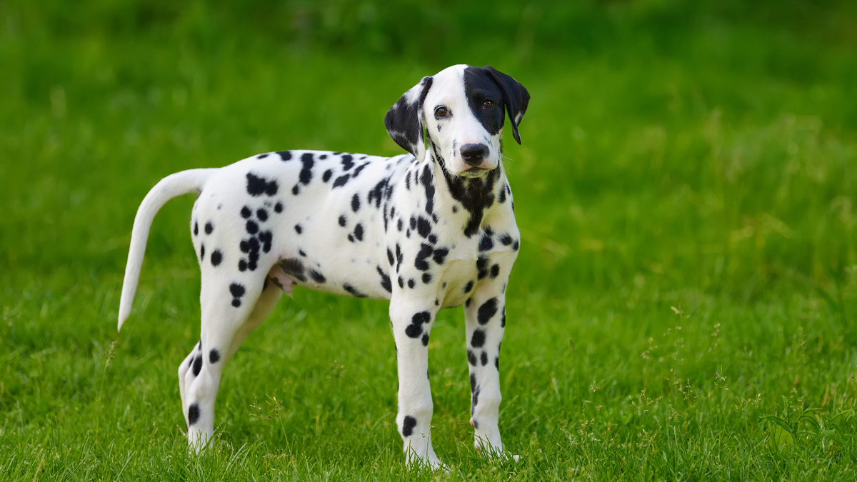 Best Dogs with Distinctive Markings: Eye-Catching Dog Breeds