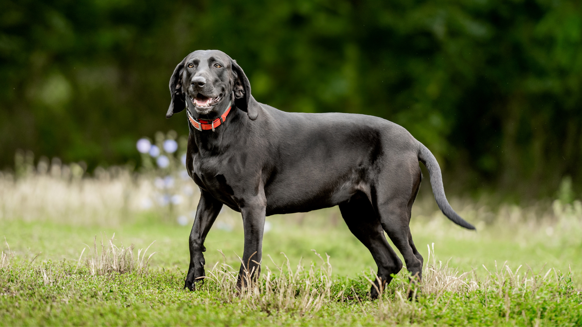Complete Guide: Raising a Healthy Black Labrador