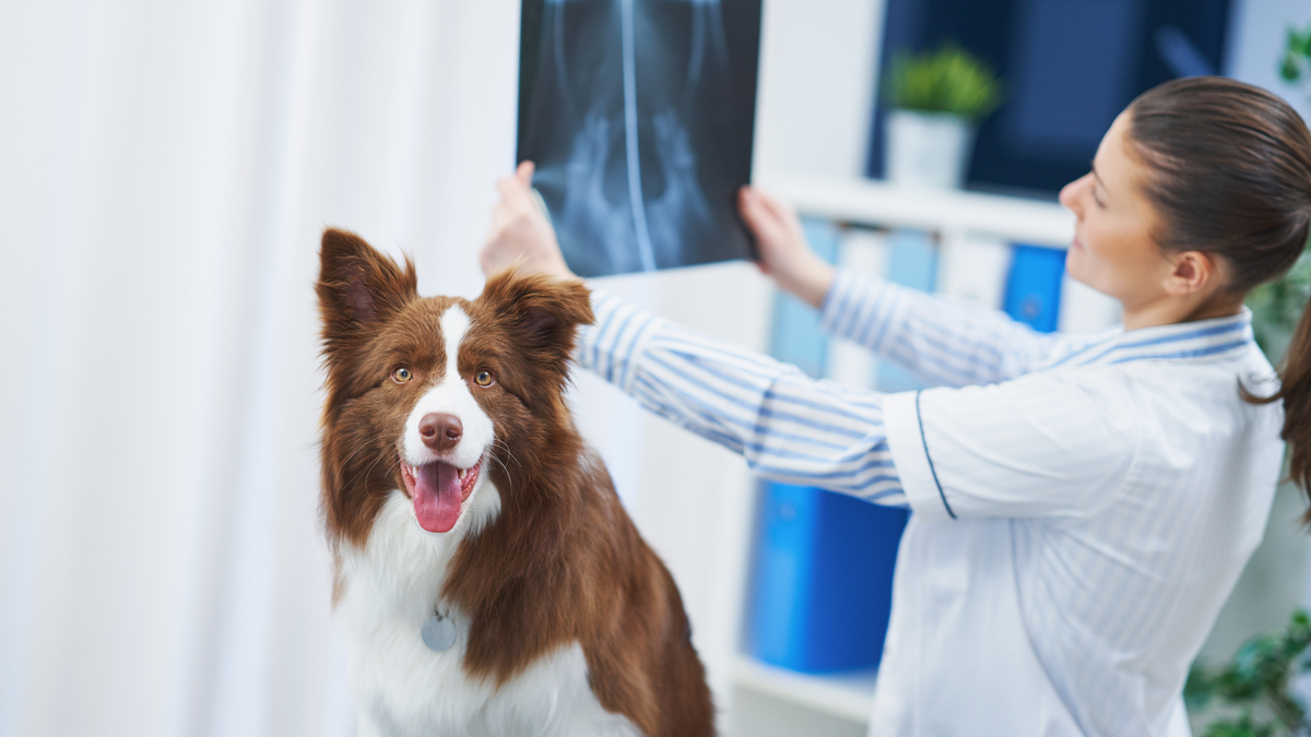 Bone Cancer in Dogs | Symptoms and Treatment