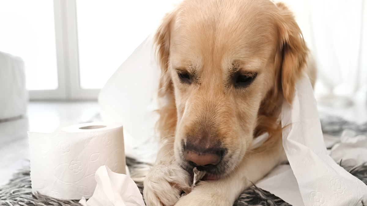 Understanding Canine Asthma: Symptoms, Diagnosis, Treatment