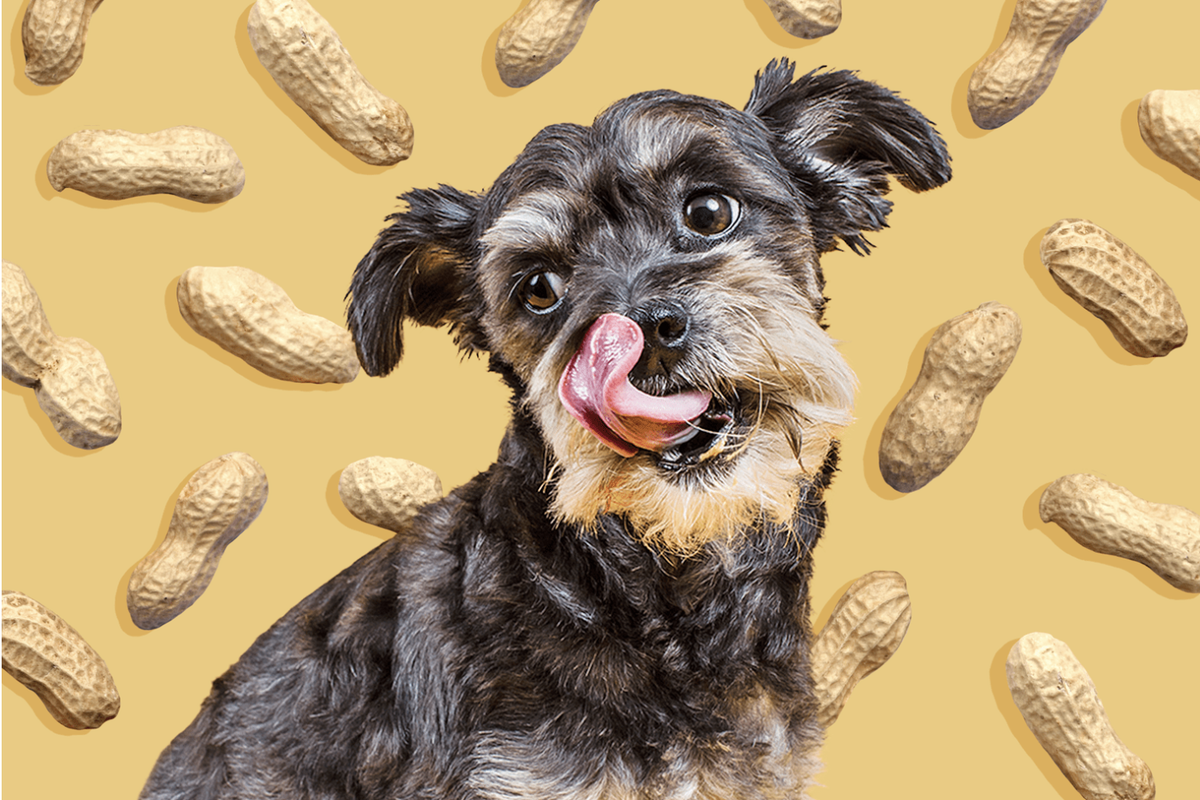 Can Dogs Have Peanuts? A Clear Answer to Your Question