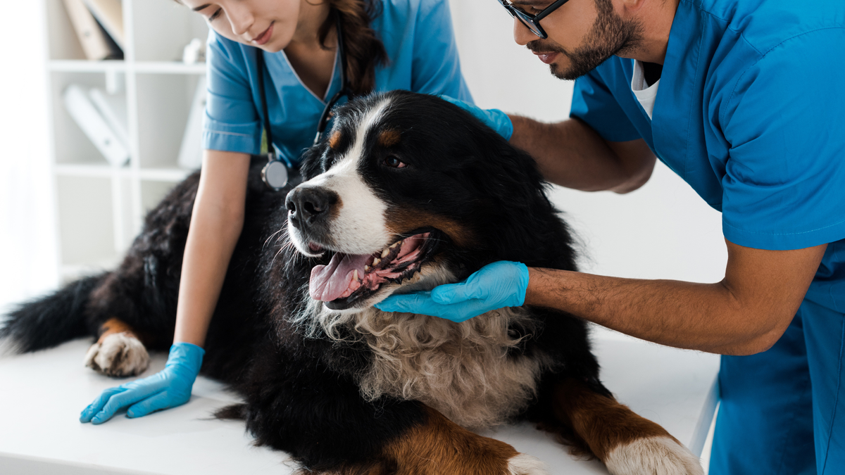 Understanding Colitis in Dogs: Causes, Symptoms, Treatment
