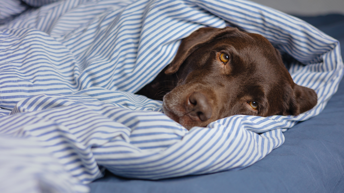 Recognizing and Managing Insomnia in Dogs: Pet Guide