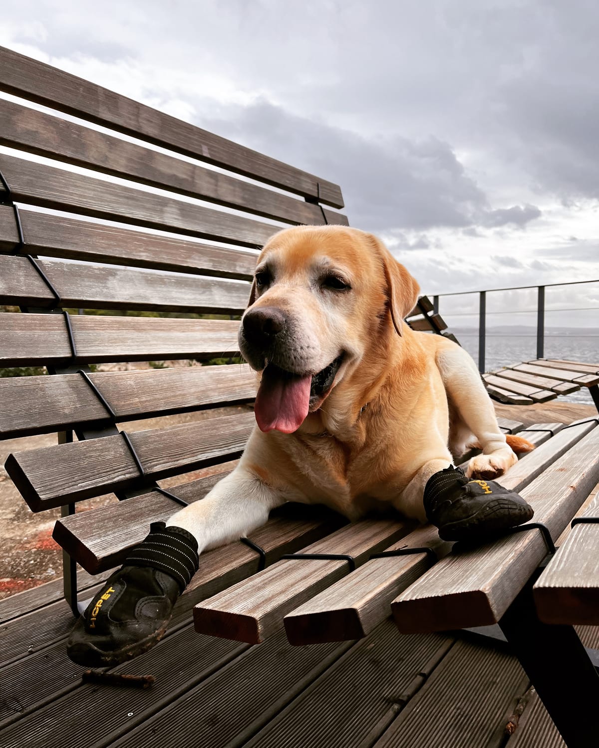 DOGFLUENCERS: Meet Rio, The Lab in Boots
