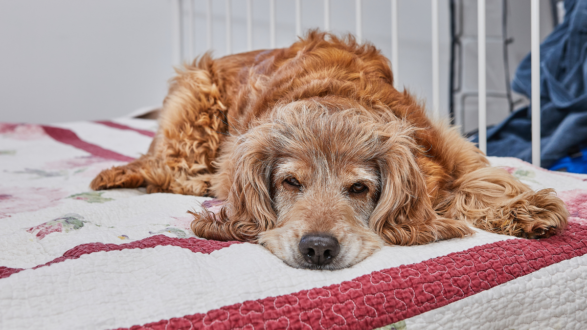 The Link Between Sleep Disorders and Health Issues in Dog