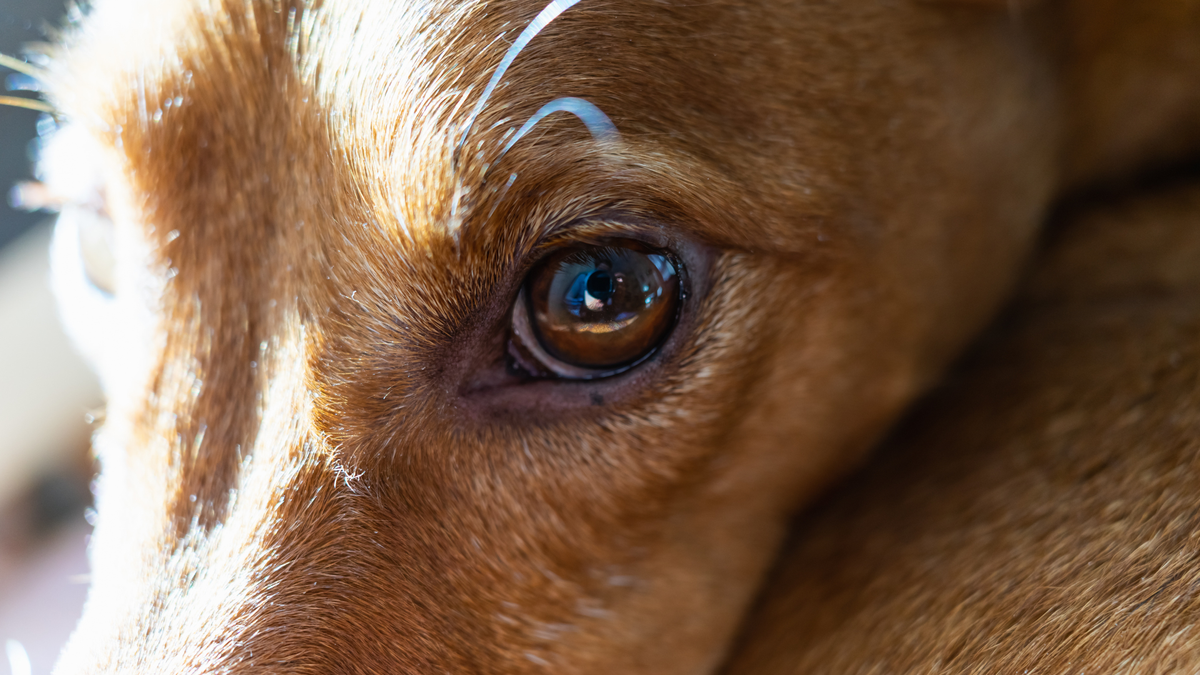 Dog Side Eye: Decoding Your Canine’s Sassy Look