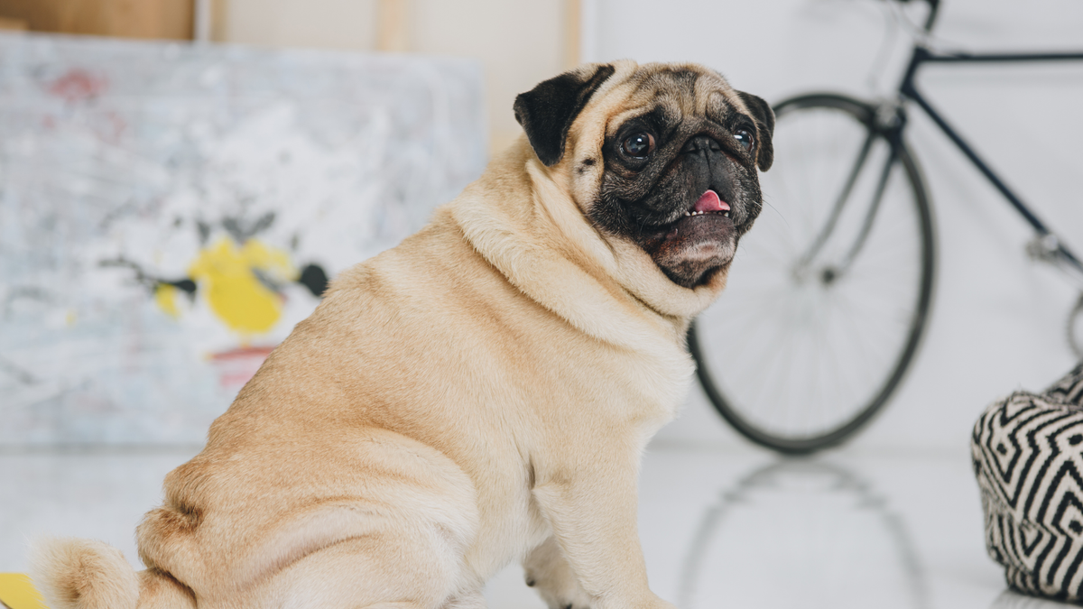 Retro Pug: A Guide to the Vintage Appeal of Pug Dogs!