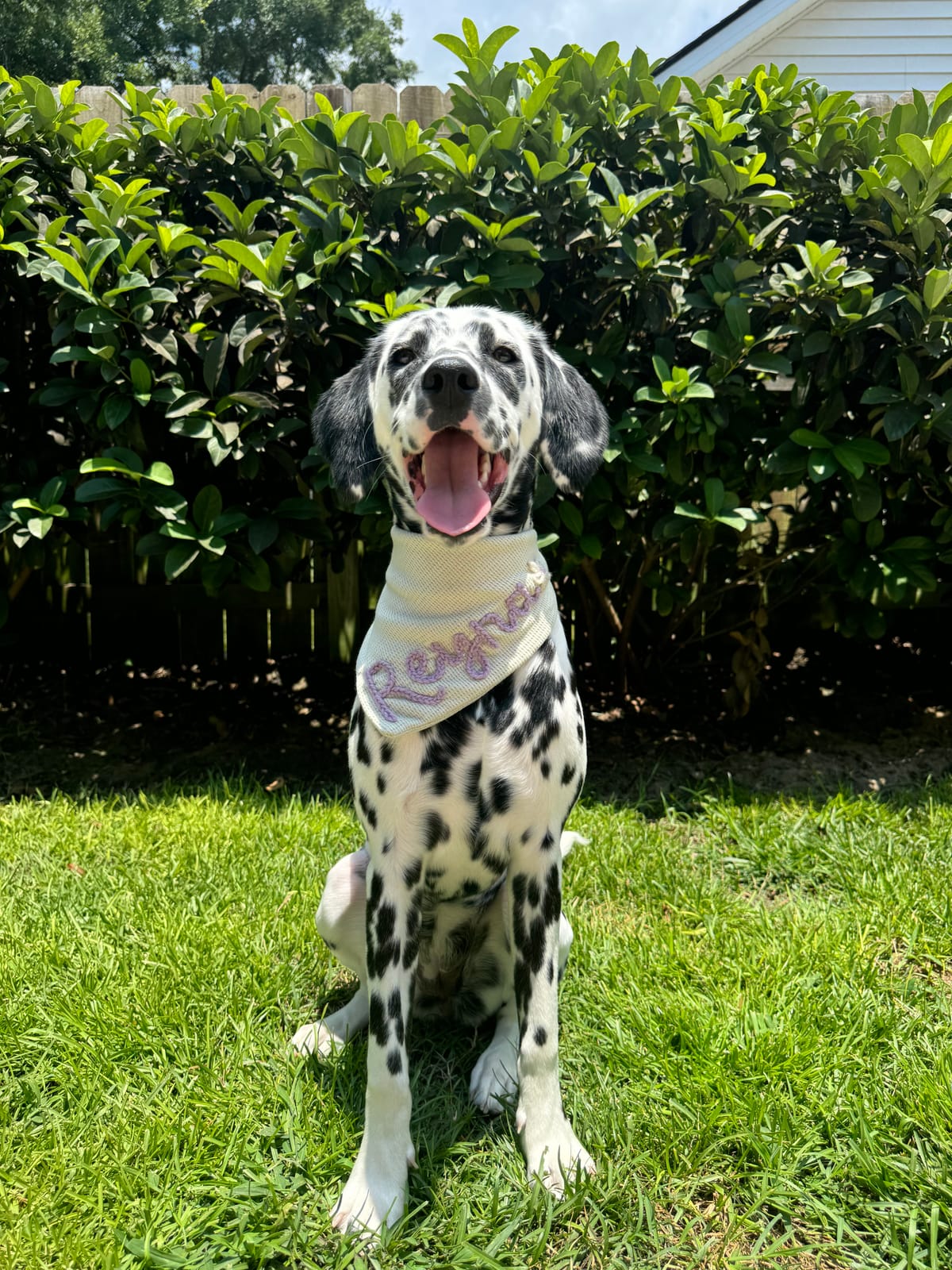 DOGFLUENCERS: Meet Reyna, South Carolina's Favorite Dalmatian