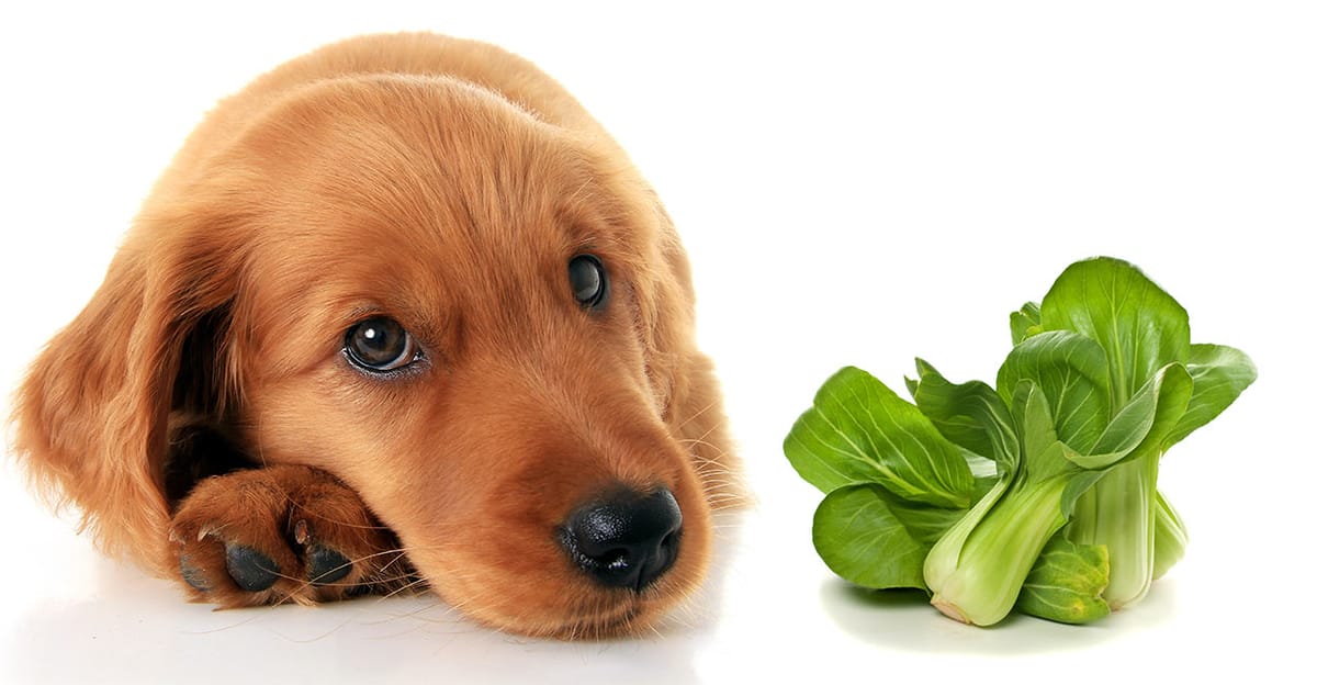 Can Dogs Eat Bok Choy? A Safe and Nutritious Treat