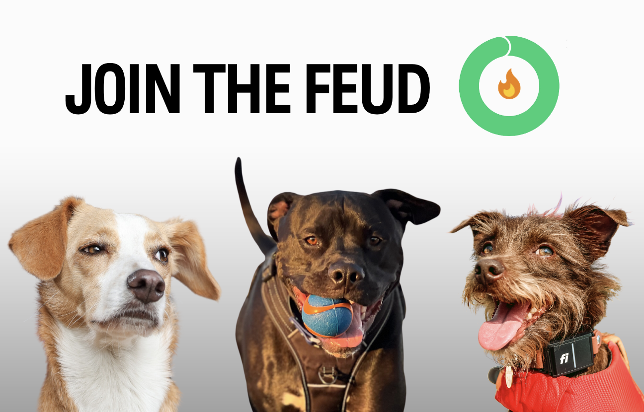 The #FiFeud: Meet the Pups Turning Friendly Competition into a Step ...