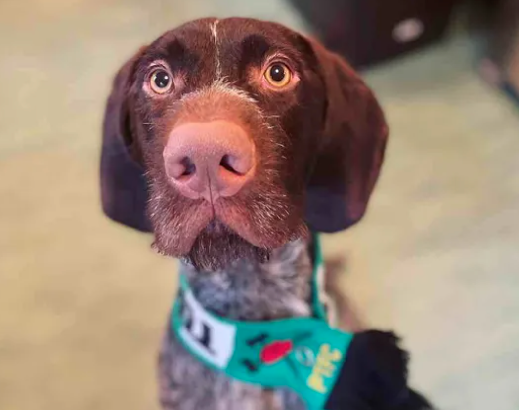 The Secret Life of Potcake Dogs: Uncovering This Unique Breed