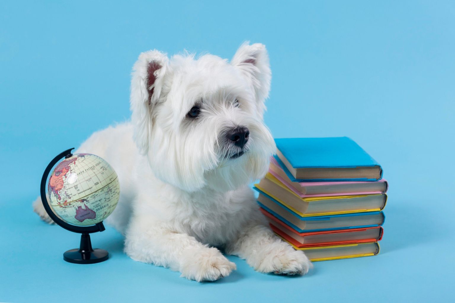 The Beauty of The Brindle Pitbull: A Comprehensive Guide