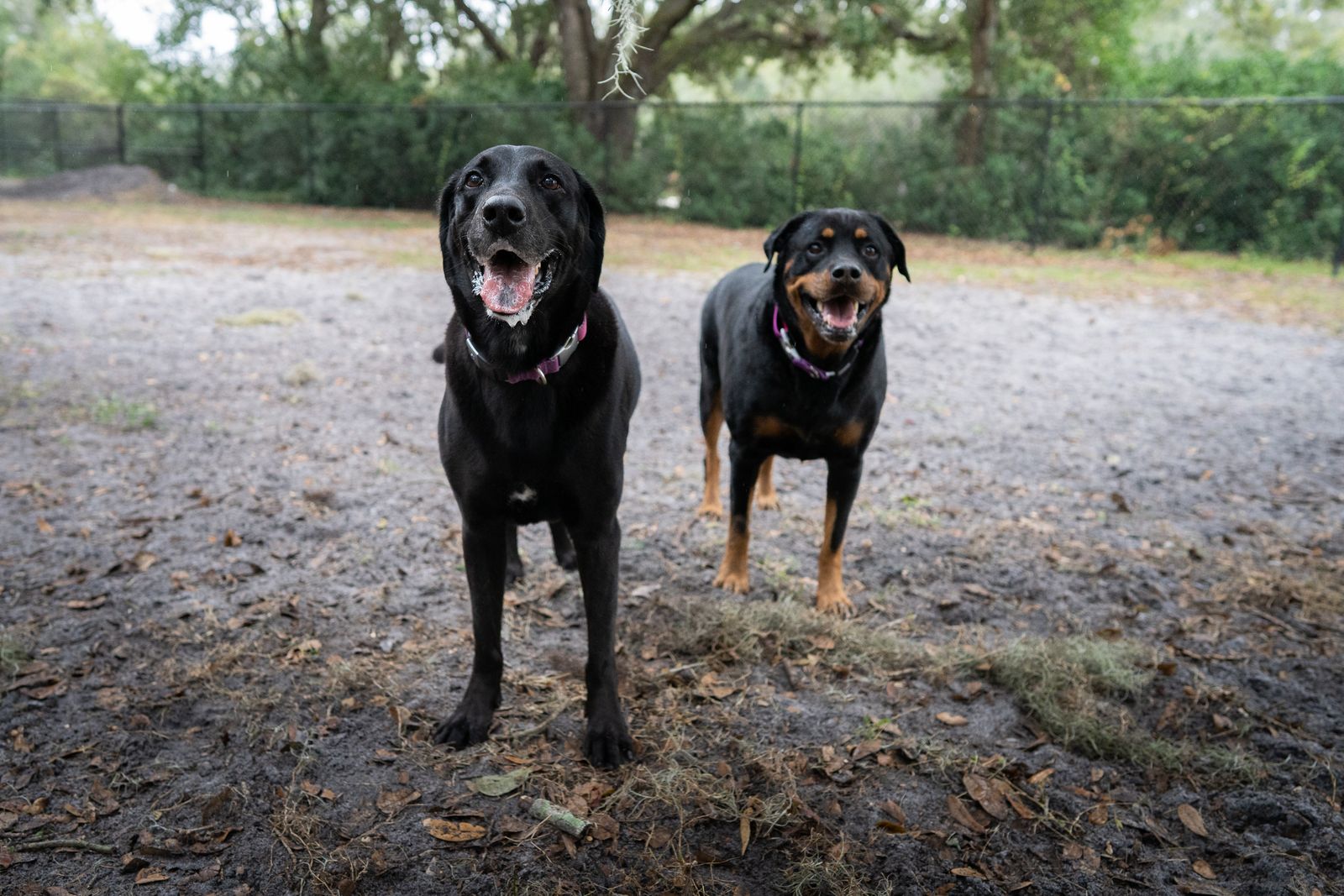 Introducing a New Dog: Ask Dr. Jeff | Tryfi Blog