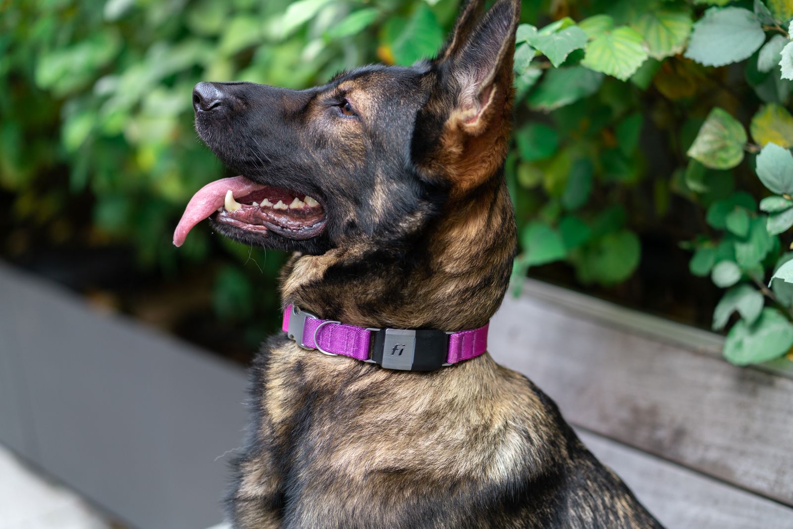 How Long Do German Shepherds Live? | German Shepherd Life Expectancy
