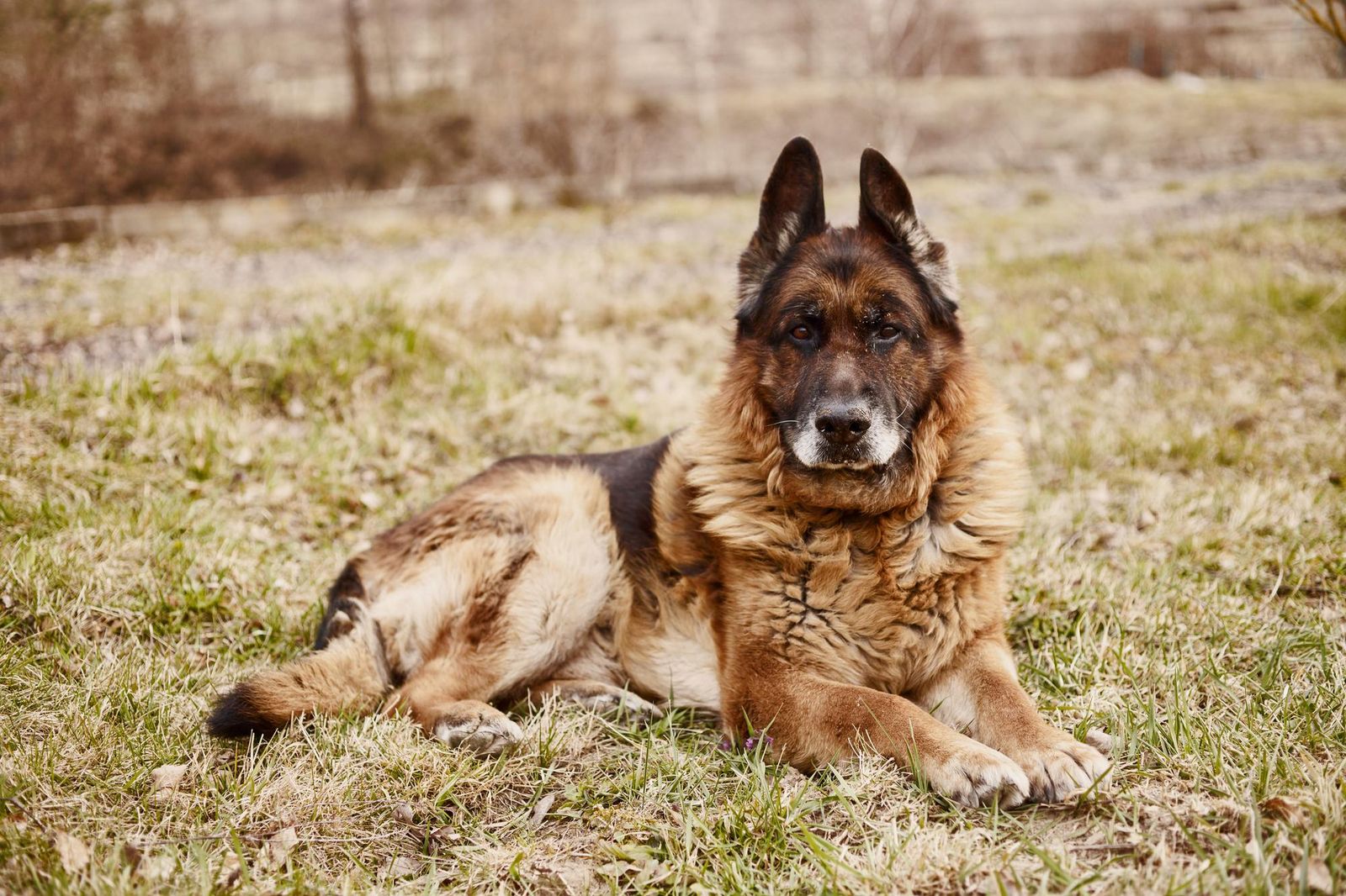 The Shiloh Shepherd: An In-Depth Examination of the Breed