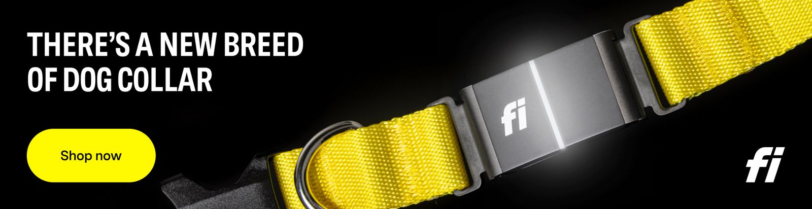 Red Fox Labs: A Complete Guide to Their Unique Traits