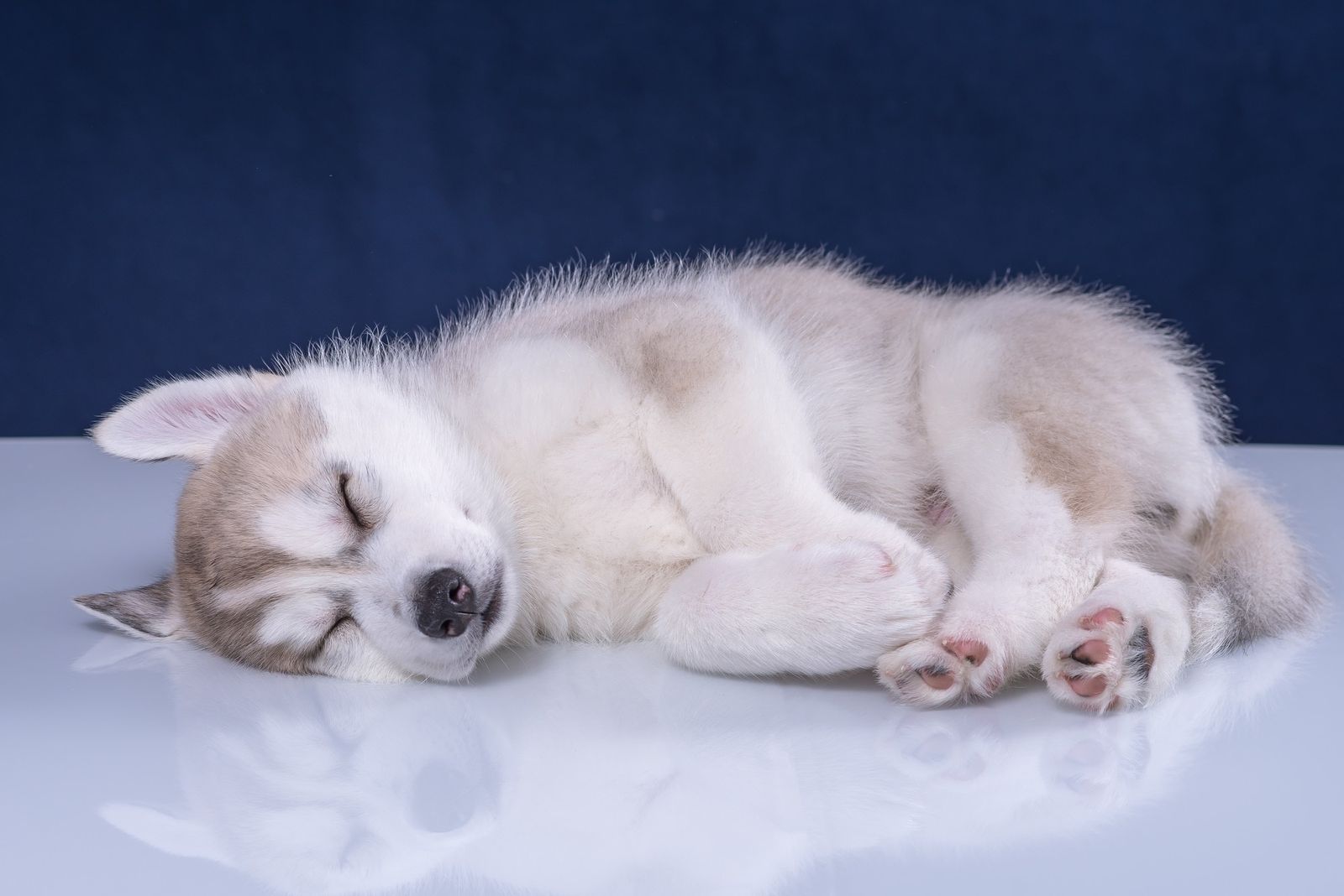 10 Dog Sleeping Positions And The Meaning Behind Them