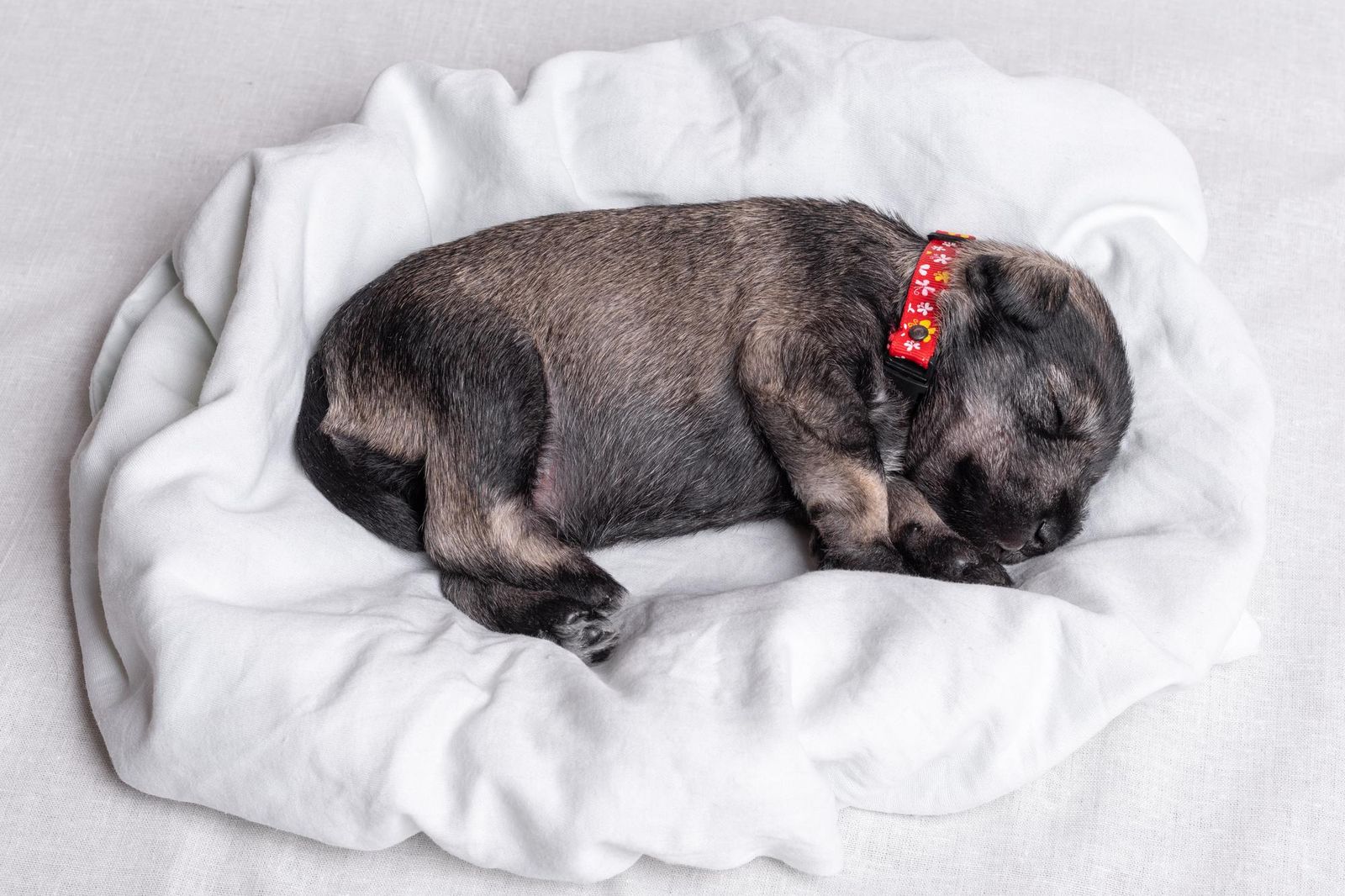 10 Dog Sleeping Positions And The Meaning Behind Them