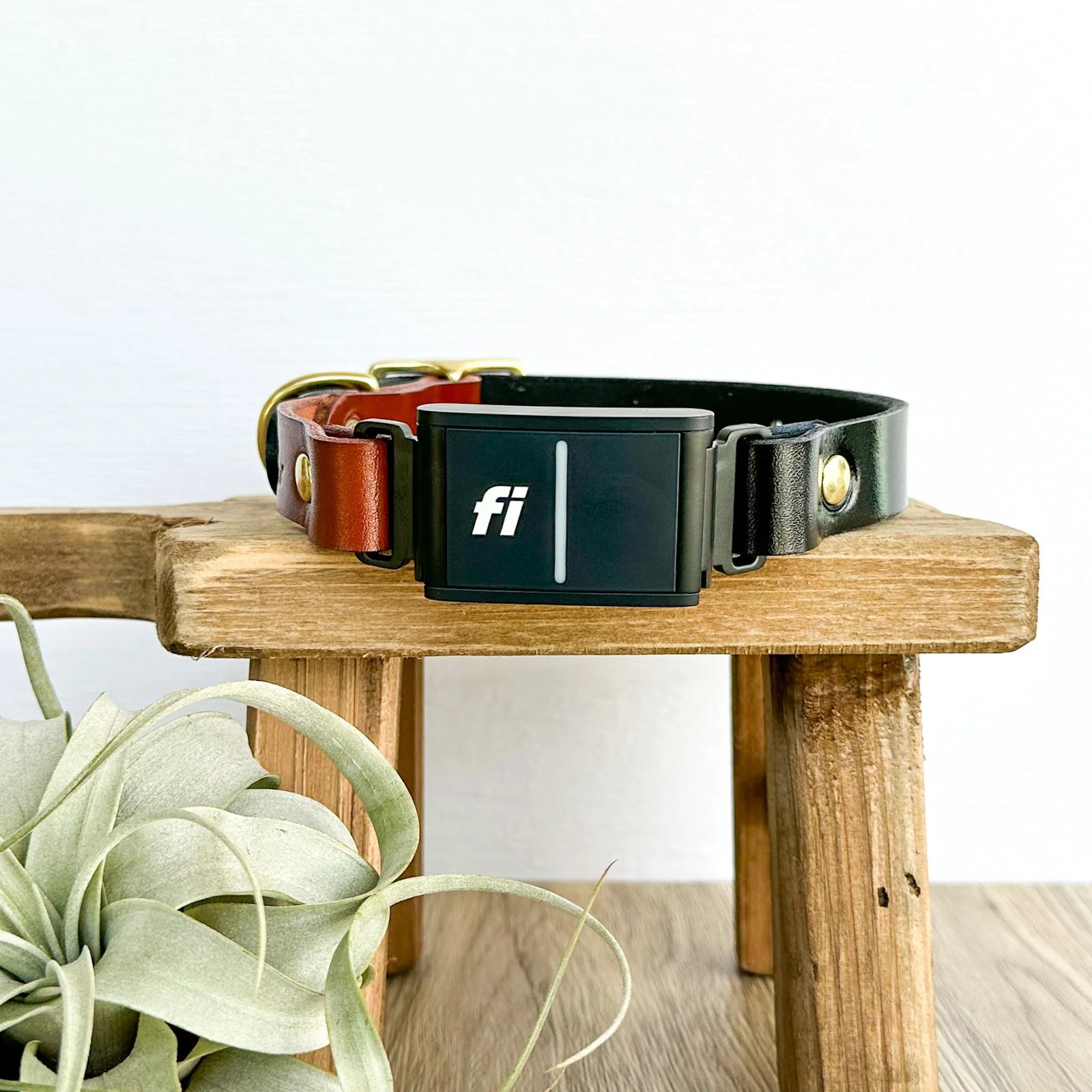 The Best Collars for Your Cavalier King Charles Spaniel