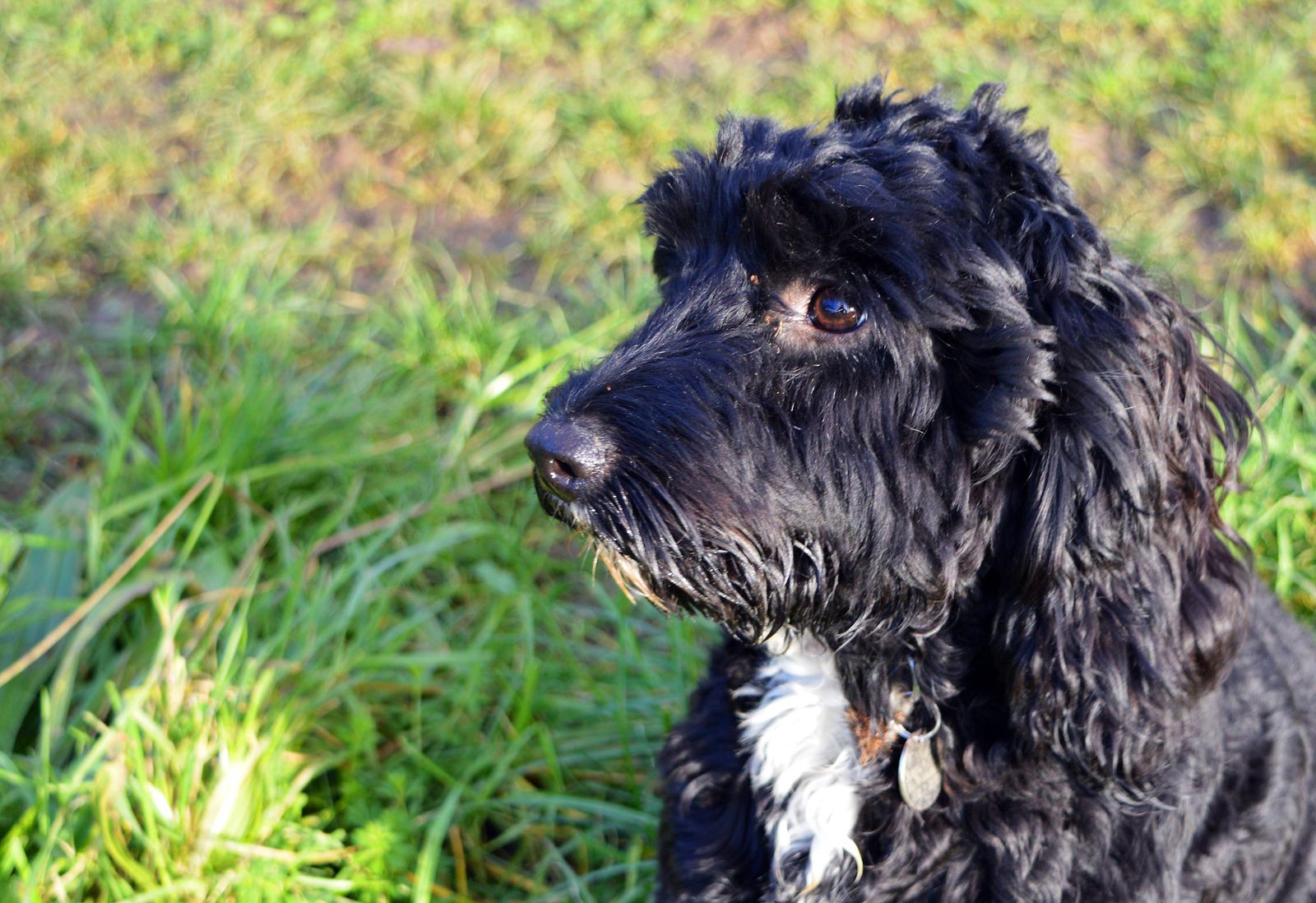 Black Cockapoo: A Perfect Companion with a Distinctive Charm