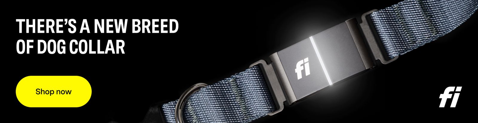 Dog Breeds with Amber Eyes: Complete List and Guide