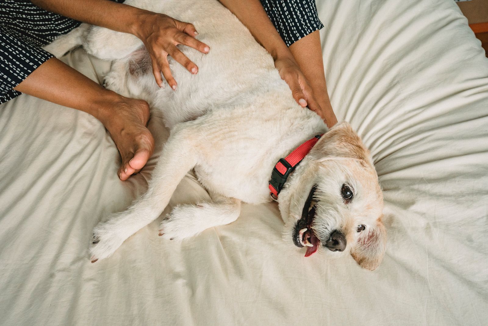 Dog Chiropractic Care: Your Comprehensive Guide