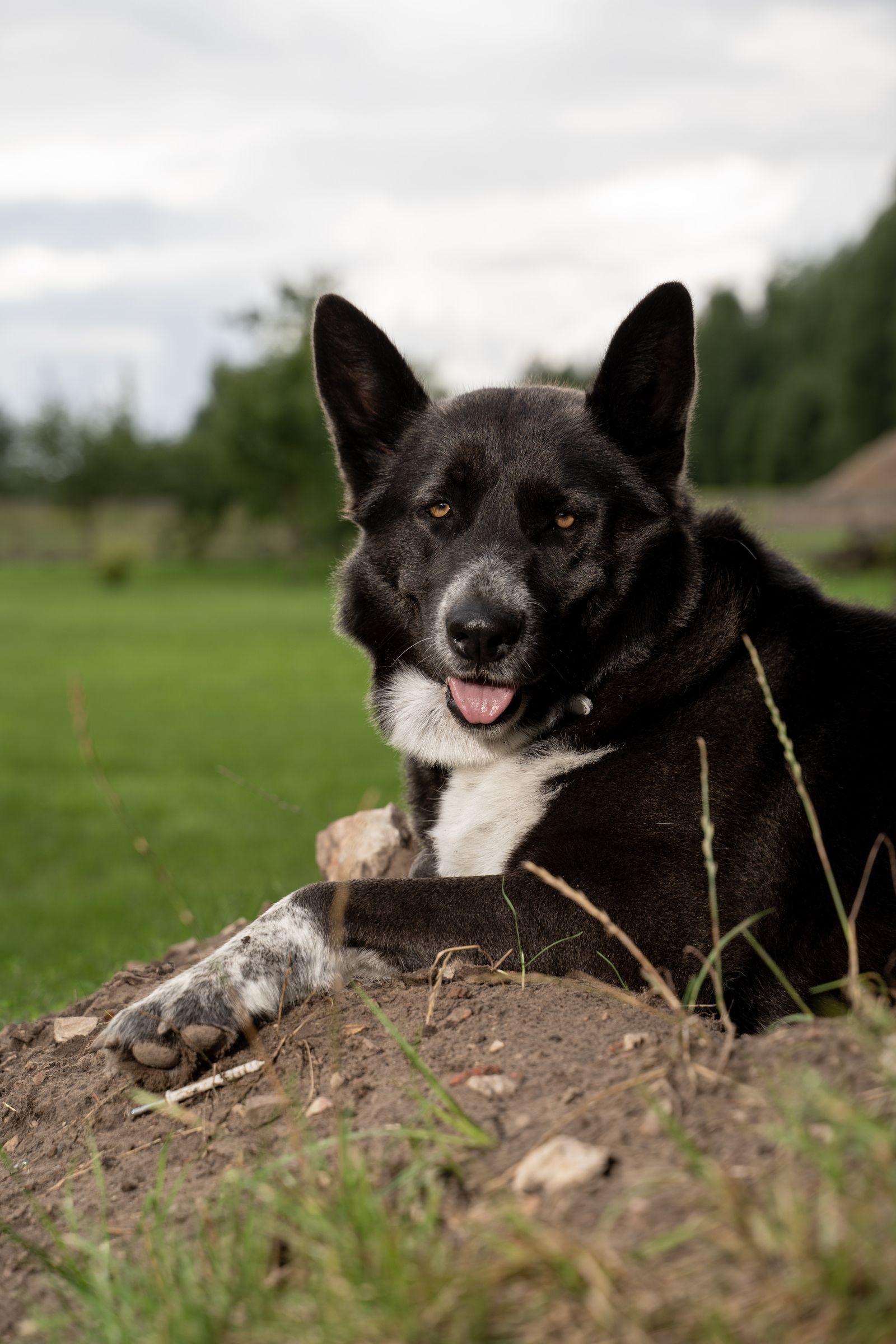 Karelian Bear Dog: A Majestic Breed of the North