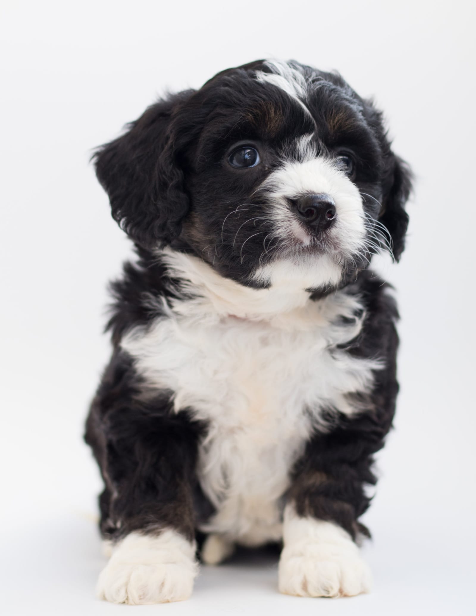 The Ultimate Mini Bernedoodle Guide for New Owners