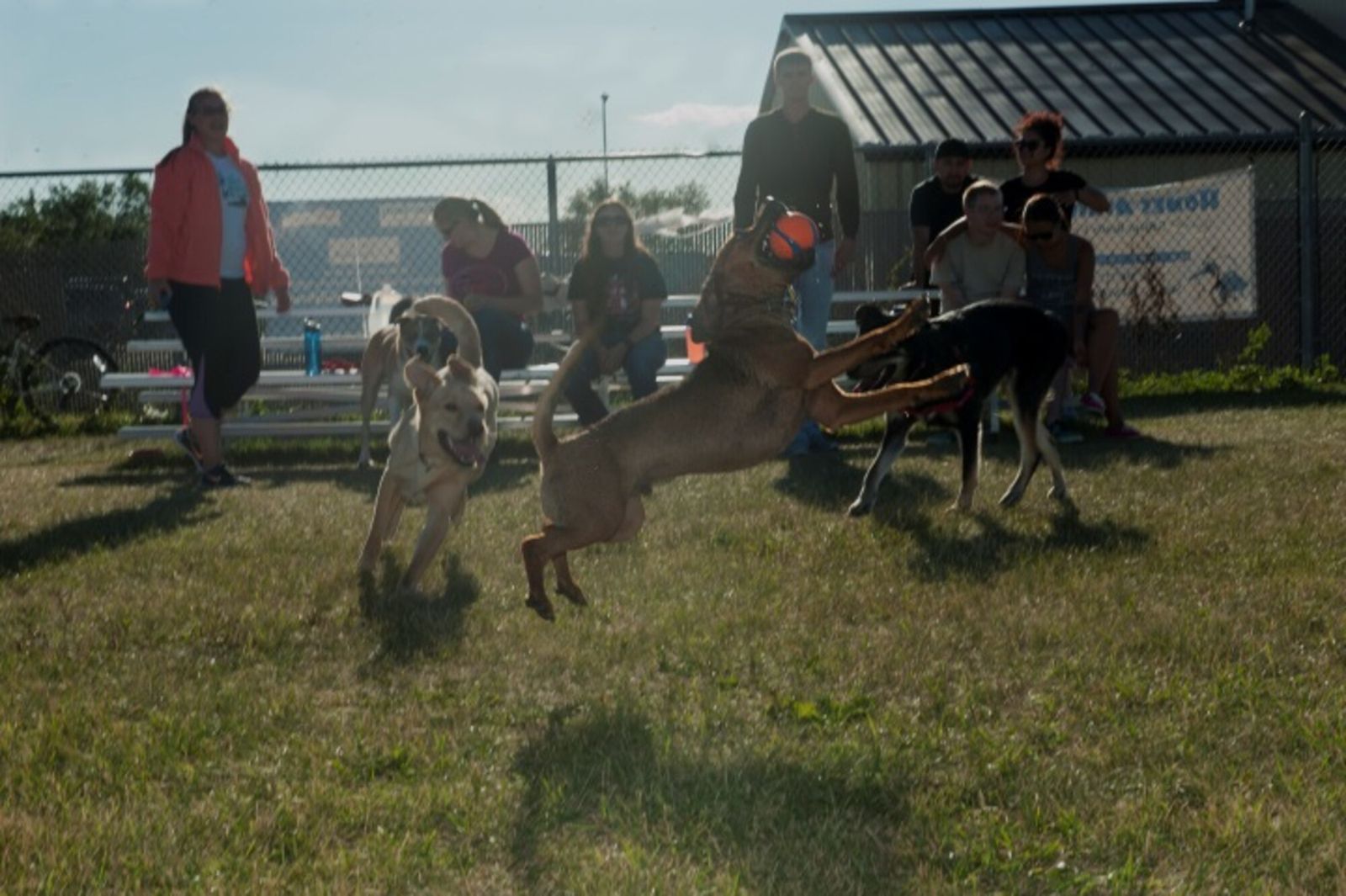 North Dakota's Prairie Pooch Parks: The Best Dog-Friendly Spaces