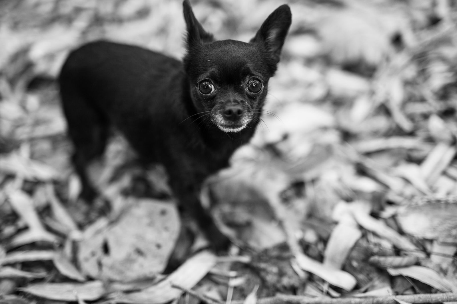 Rat Terrier Chihuahua Mix: A Spirited Companion