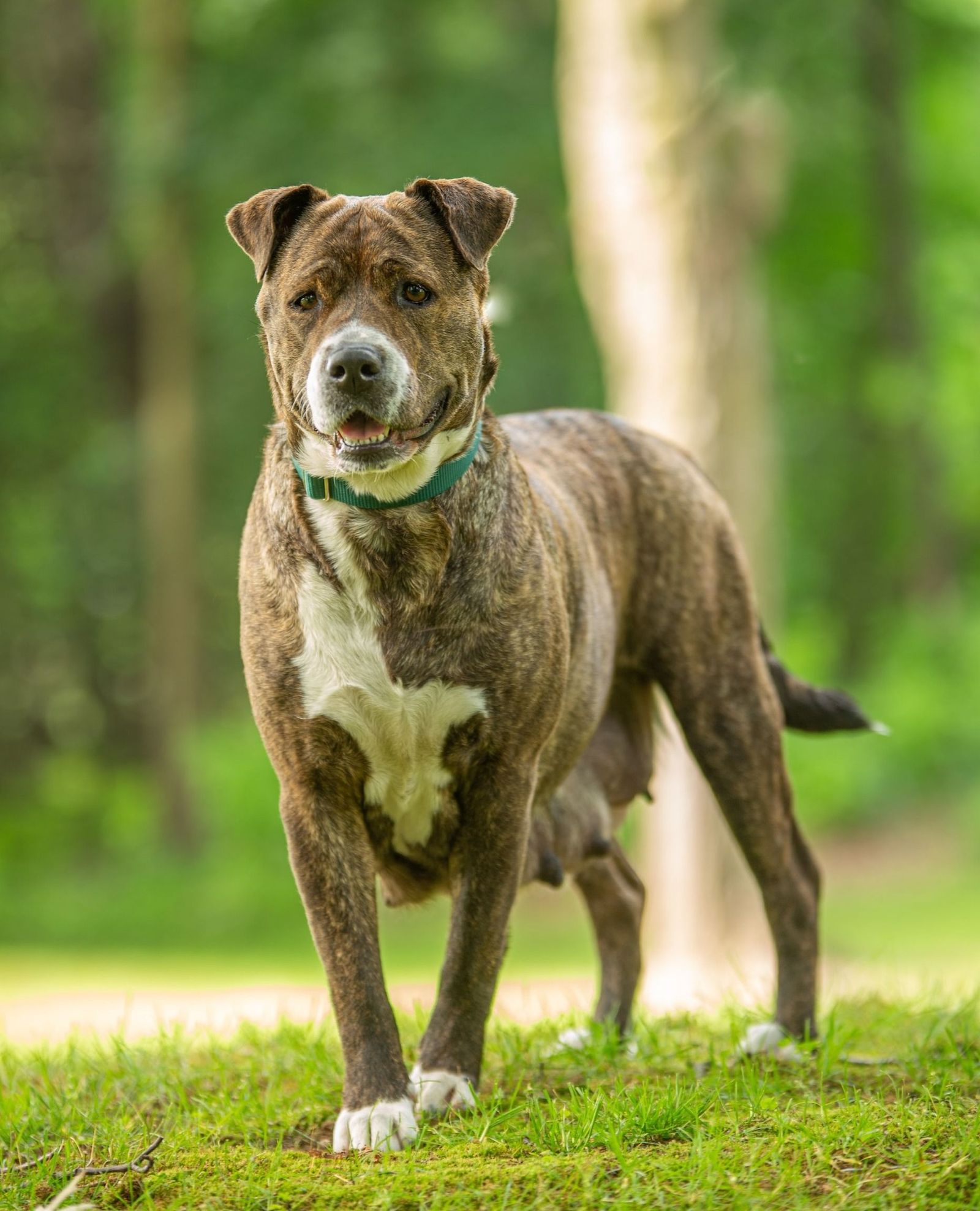 American Staffordshire Terriers: Origins and History