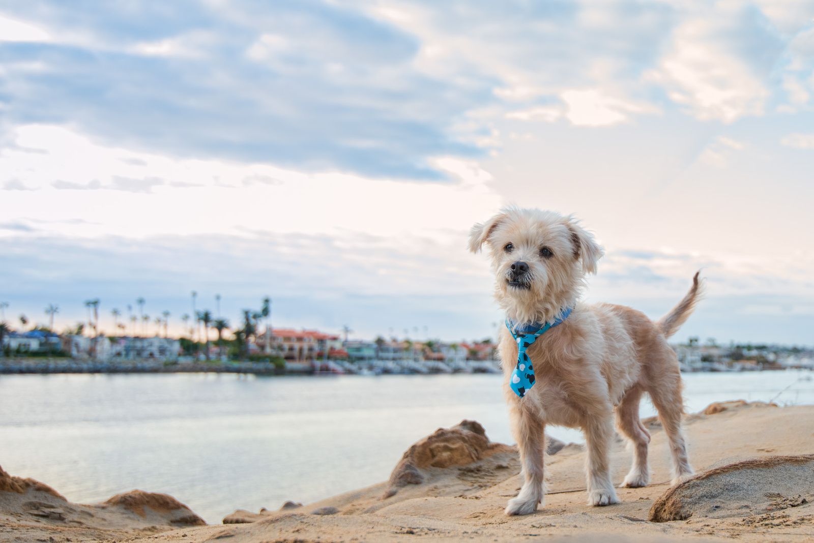 Rhode Island's Canine Coves: The Best Dog Parks in the Ocean State