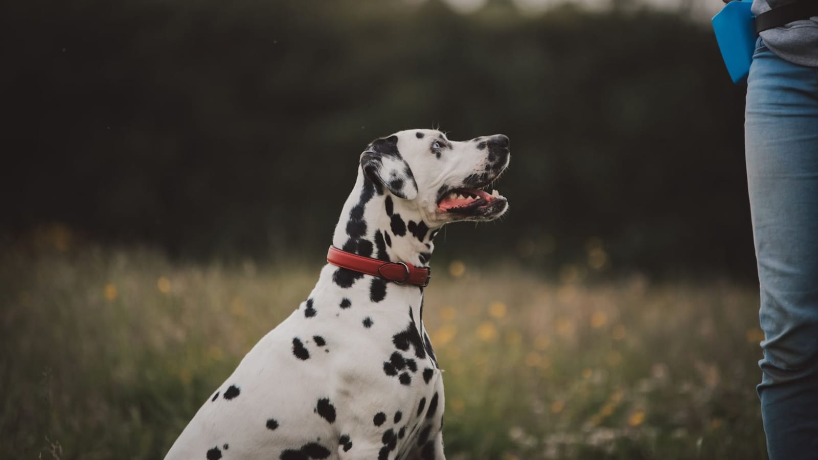 Birth of Dalmatians: Are Puppies Born with Their Spots?