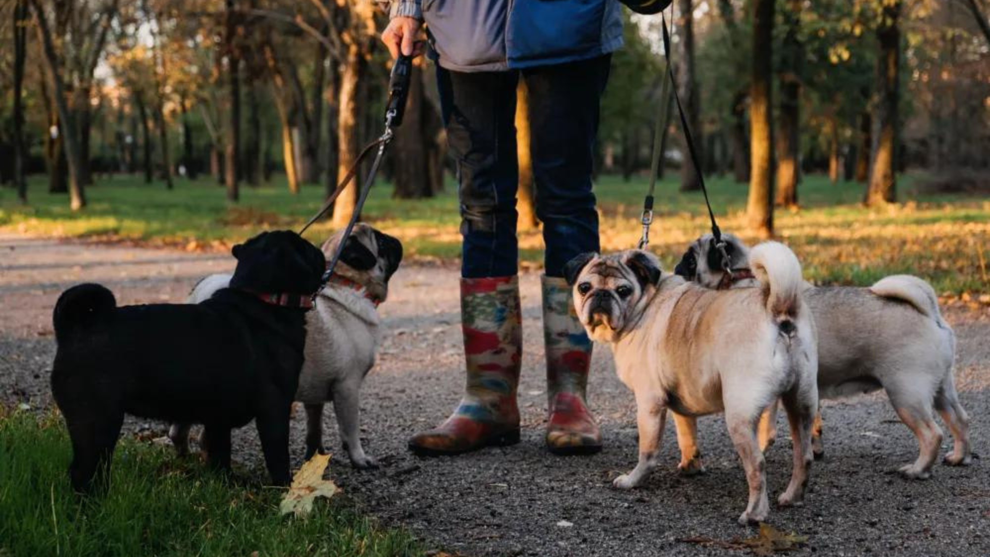 What is a Pack Walk: Understanding the Benefits and Logistics