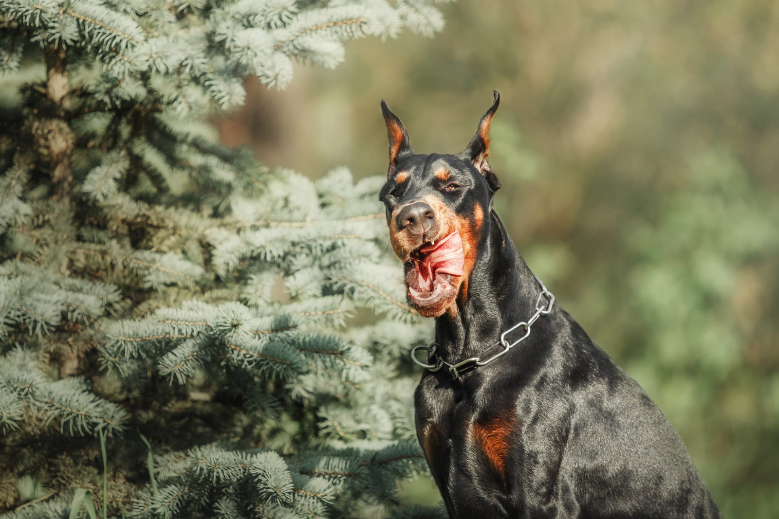 Unleashing the Doberman's Bite: How Strong Is It?