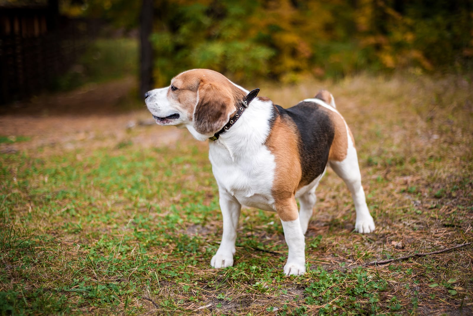 Discover the Best English Hunting Dog Breeds