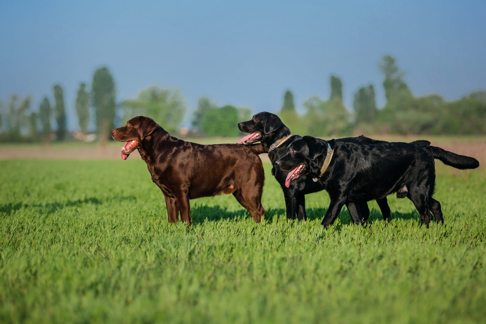 Discover the Best English Hunting Dog Breeds