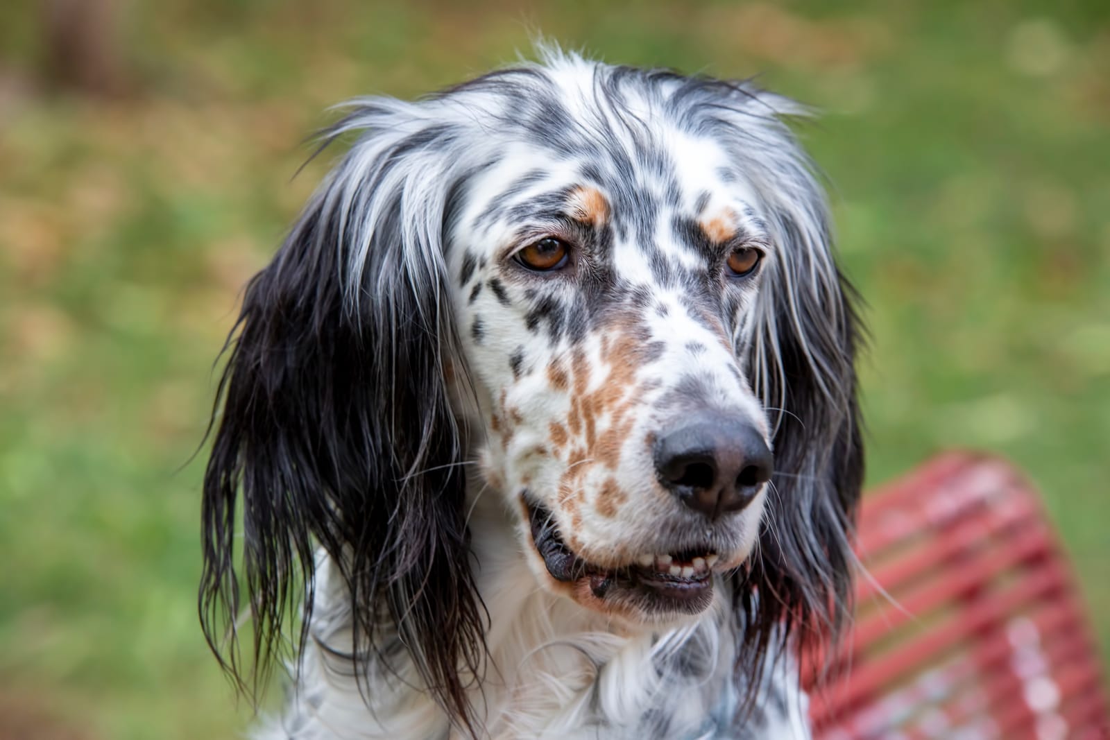 Discover the Best English Hunting Dog Breeds