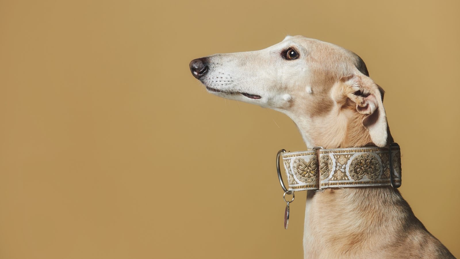 Martingale Collars: A Comprehensive Guide to Understanding