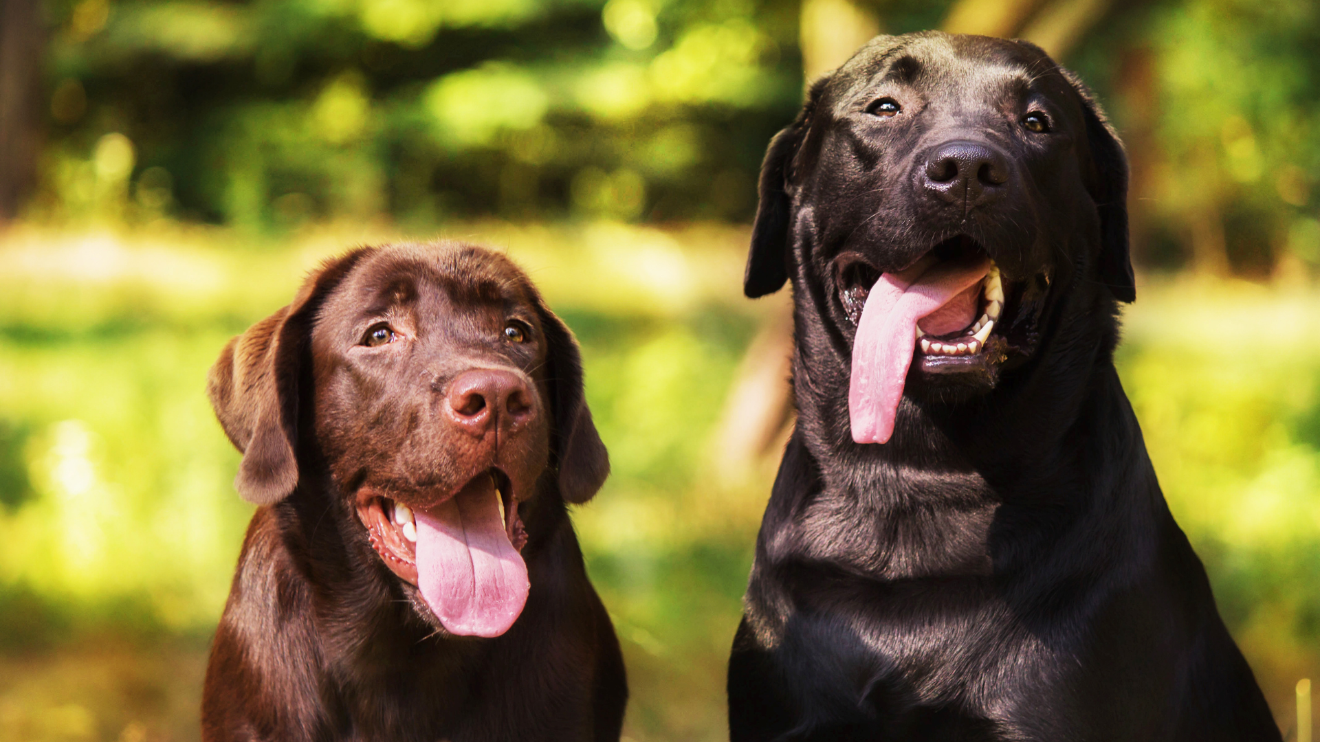 Most Popular Dogs in America: Explore Top Breeds of 2024!
