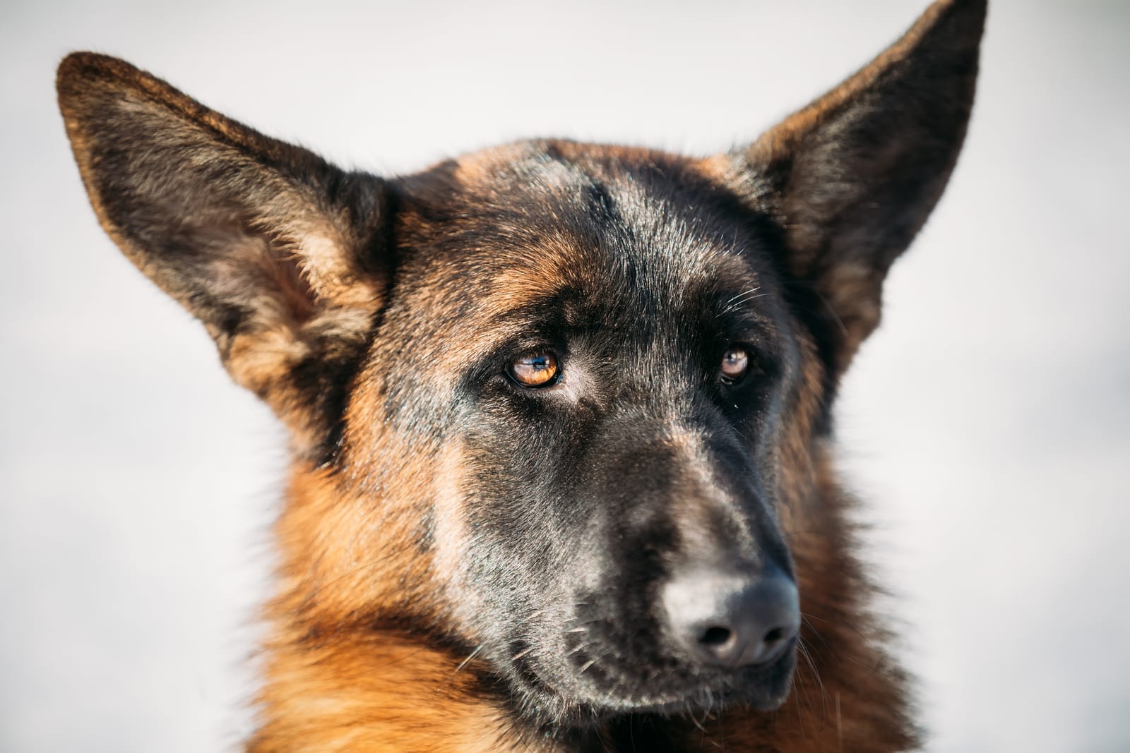 German Shepherd Eye Problems: Get Expert Tips!