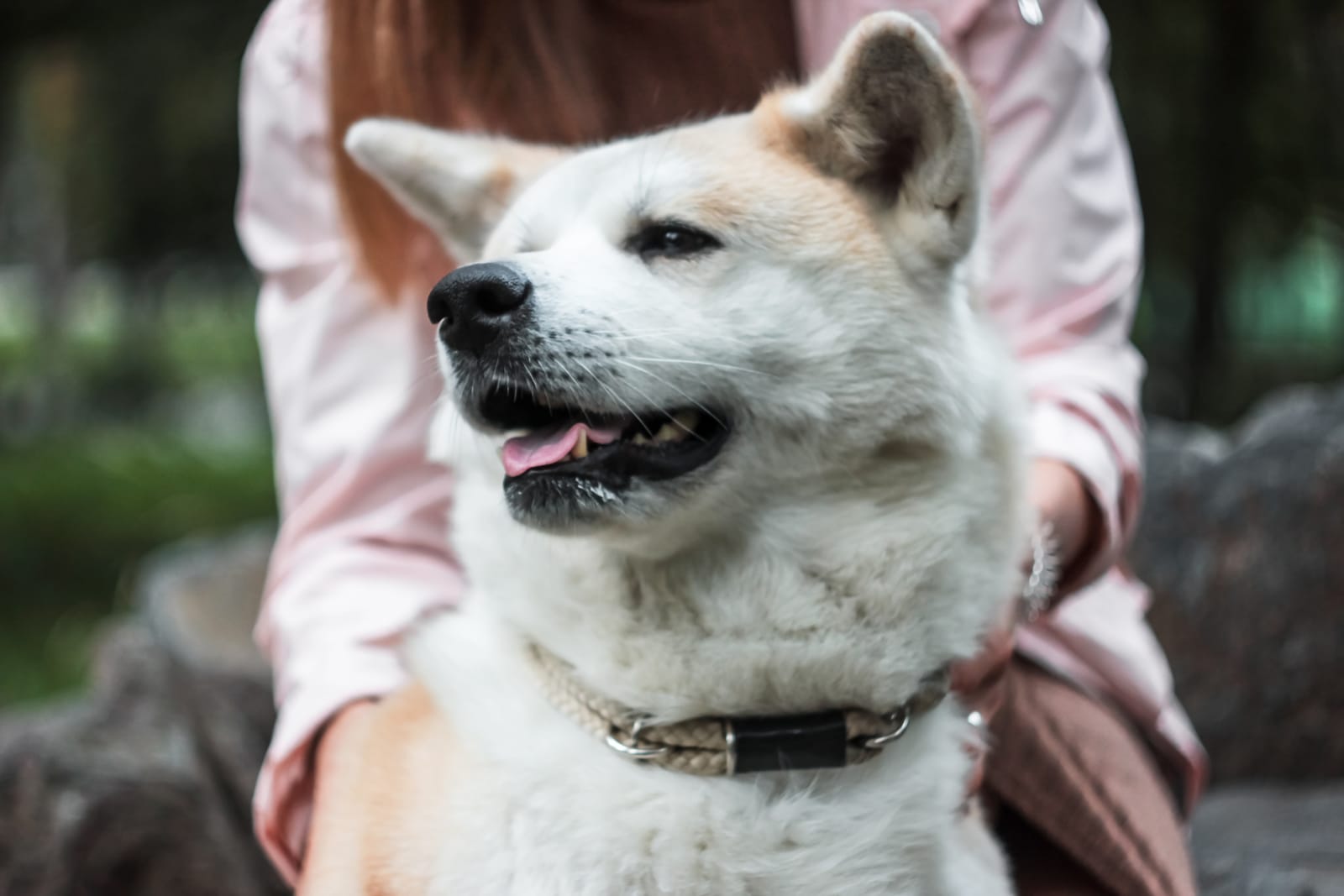 Akita Names: Choose the Perfect Name for Your Akita!