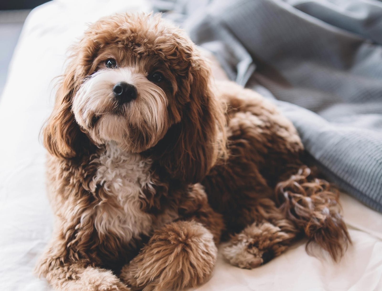 How Big is a Cavapoo Full Grown? All About Cavapoo Size